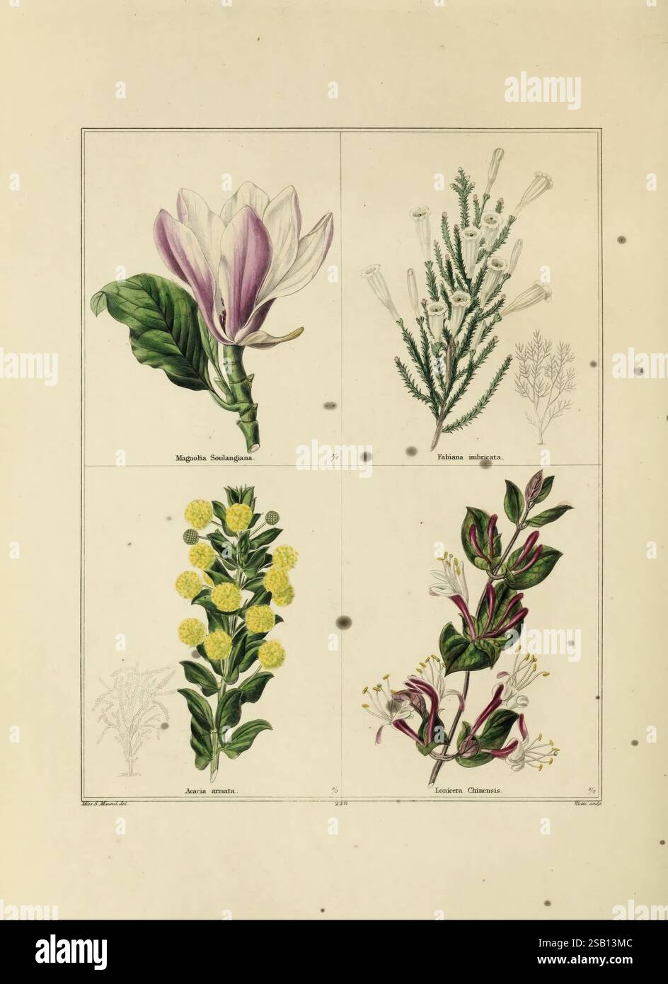 The botanic garden, London, Simpkin & Marshall, 1825, botany ...