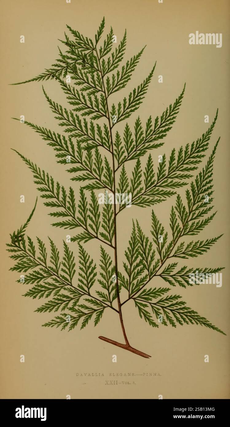 Ferns: British and exotic 1856-60, ferns, A detailed illustration of a ...
