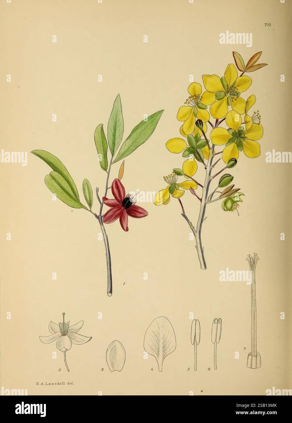 The Flowering Plants of Africa. Pretoria Botanical Research Institute ...