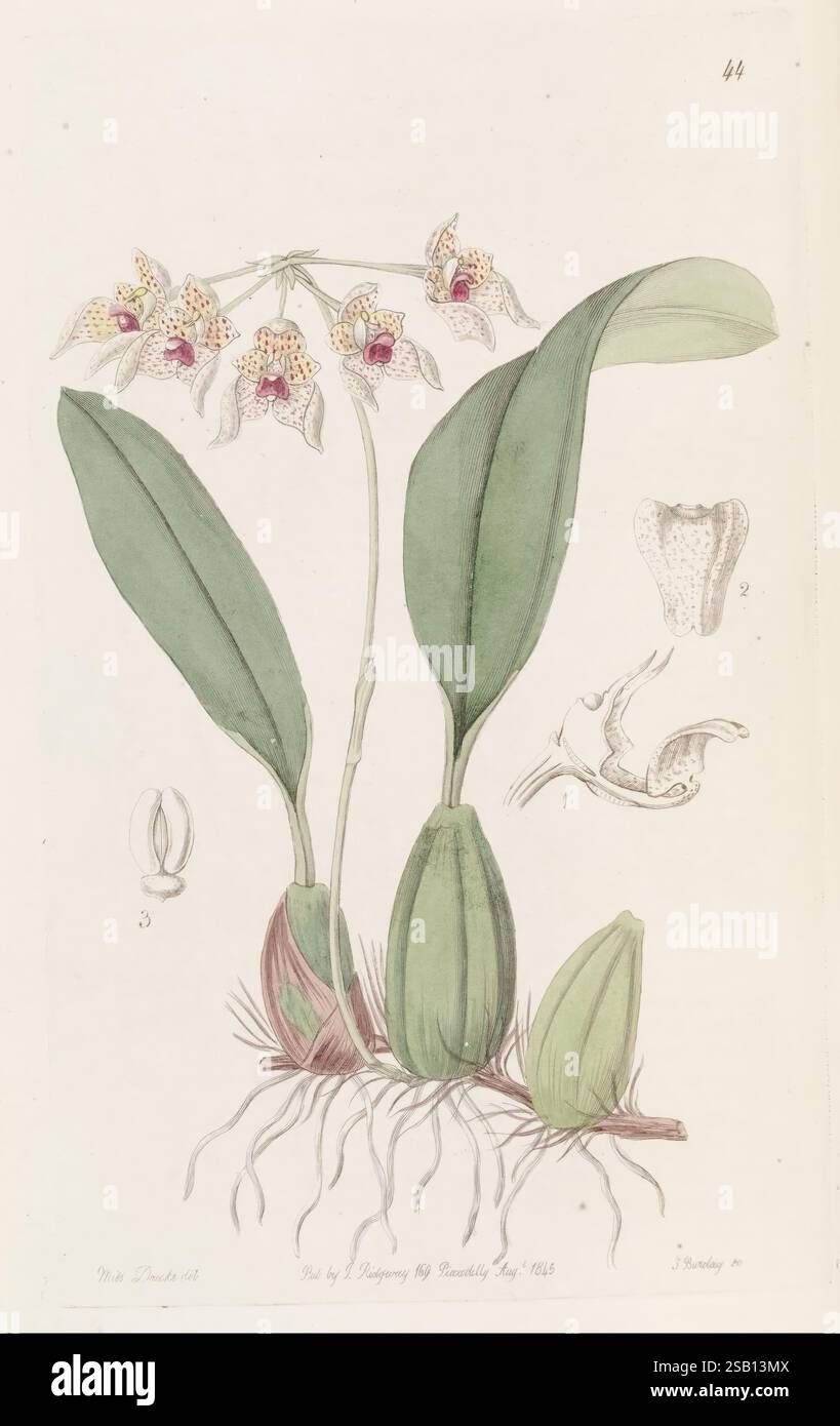 Plant introduction plants ornamental 24 sarah ann drake 2 women hi-res ...