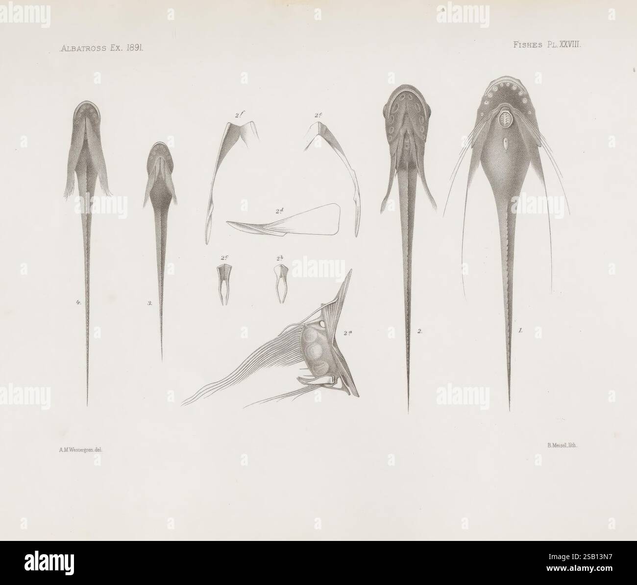 Illustration showcases several detailed drawings hi-res stock ...