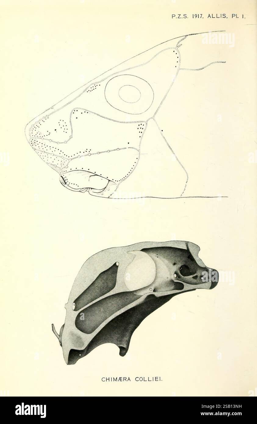 Proceedings of the Zoological Society of London London, Academic Press ...