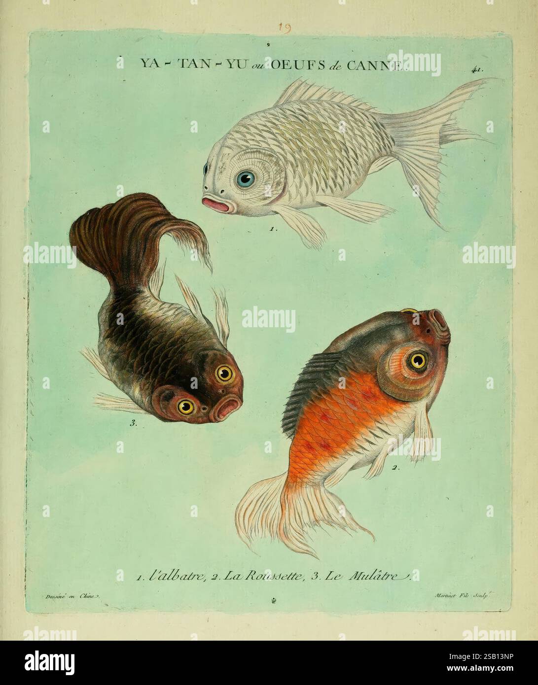 Family cyprinidae ichthyology fish goldfish hi-res stock photography ...