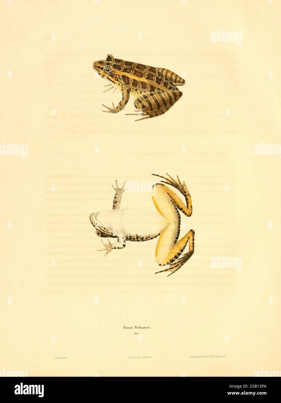 Upper frog showcases hi-res stock photography and images - Alamy