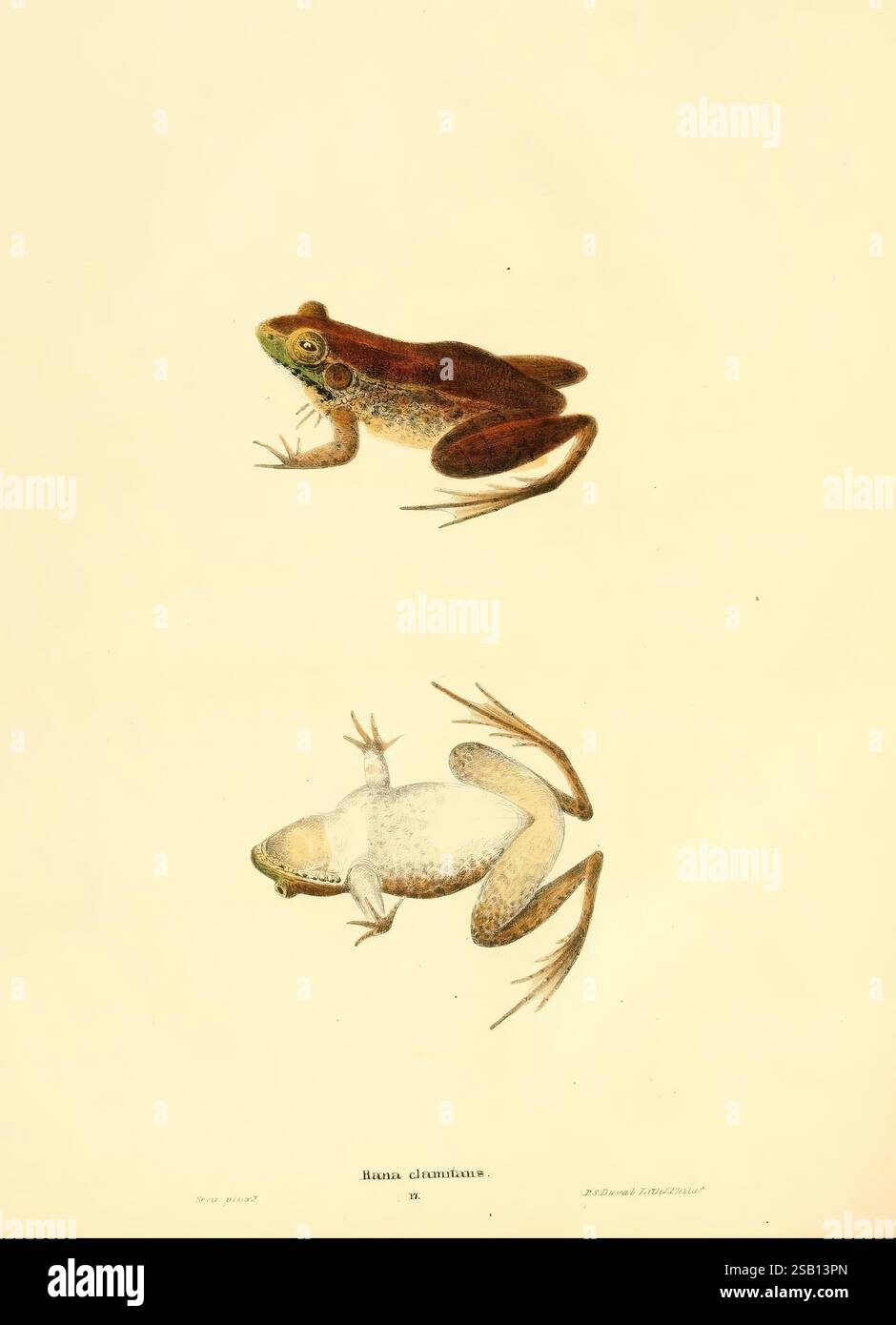 Reptiles rana clamitans hi-res stock photography and images - Alamy