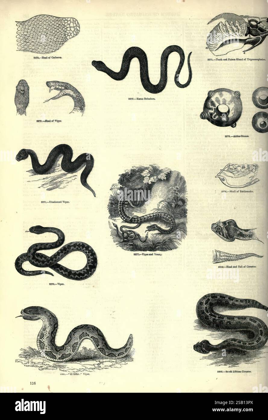 Aquatic reptiles anatomy hi-res stock photography and images - Alamy