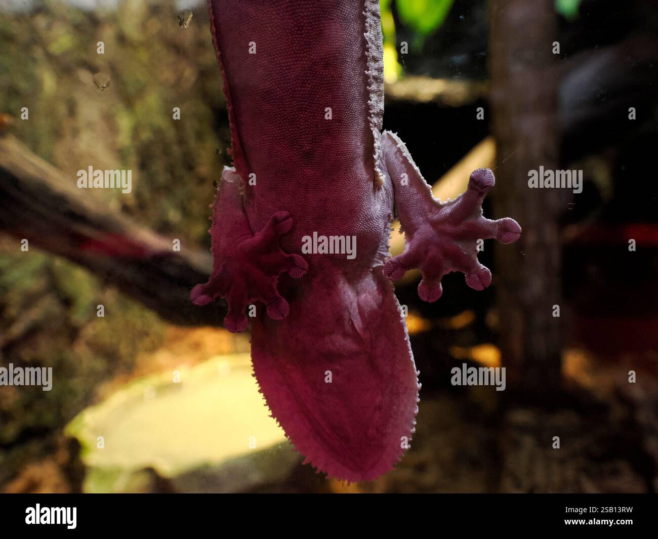 Boettgers wall gecko hi-res stock photography and images - Alamy