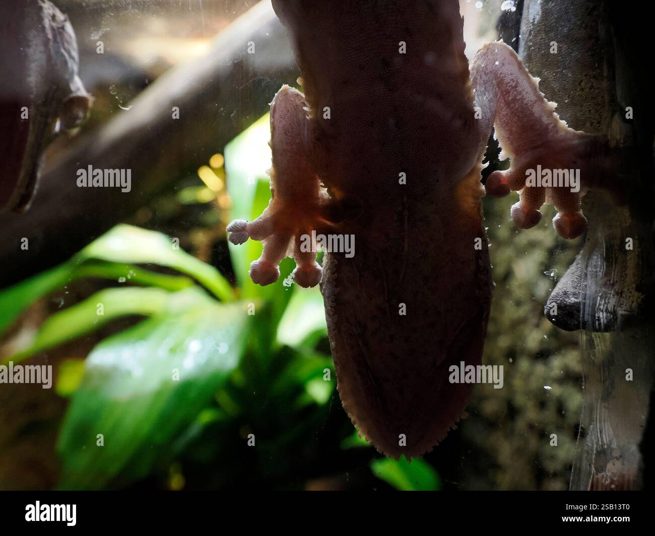 Paw of gecko hi-res stock photography and images - Alamy
