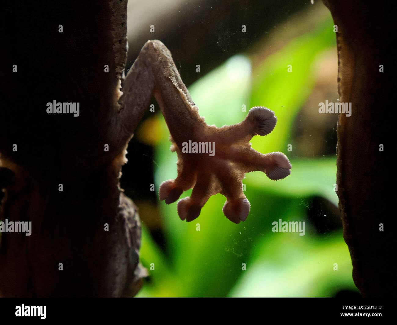 Toes of gecko lizards hi-res stock photography and images - Alamy