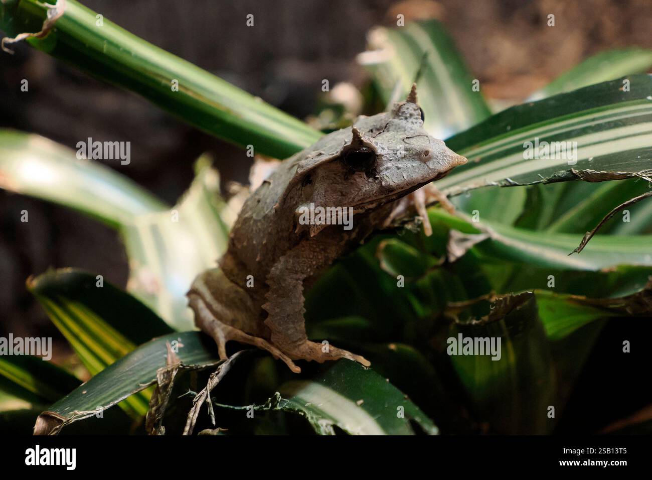 solomon island leaf frog portrait Stock Photo - Alamy