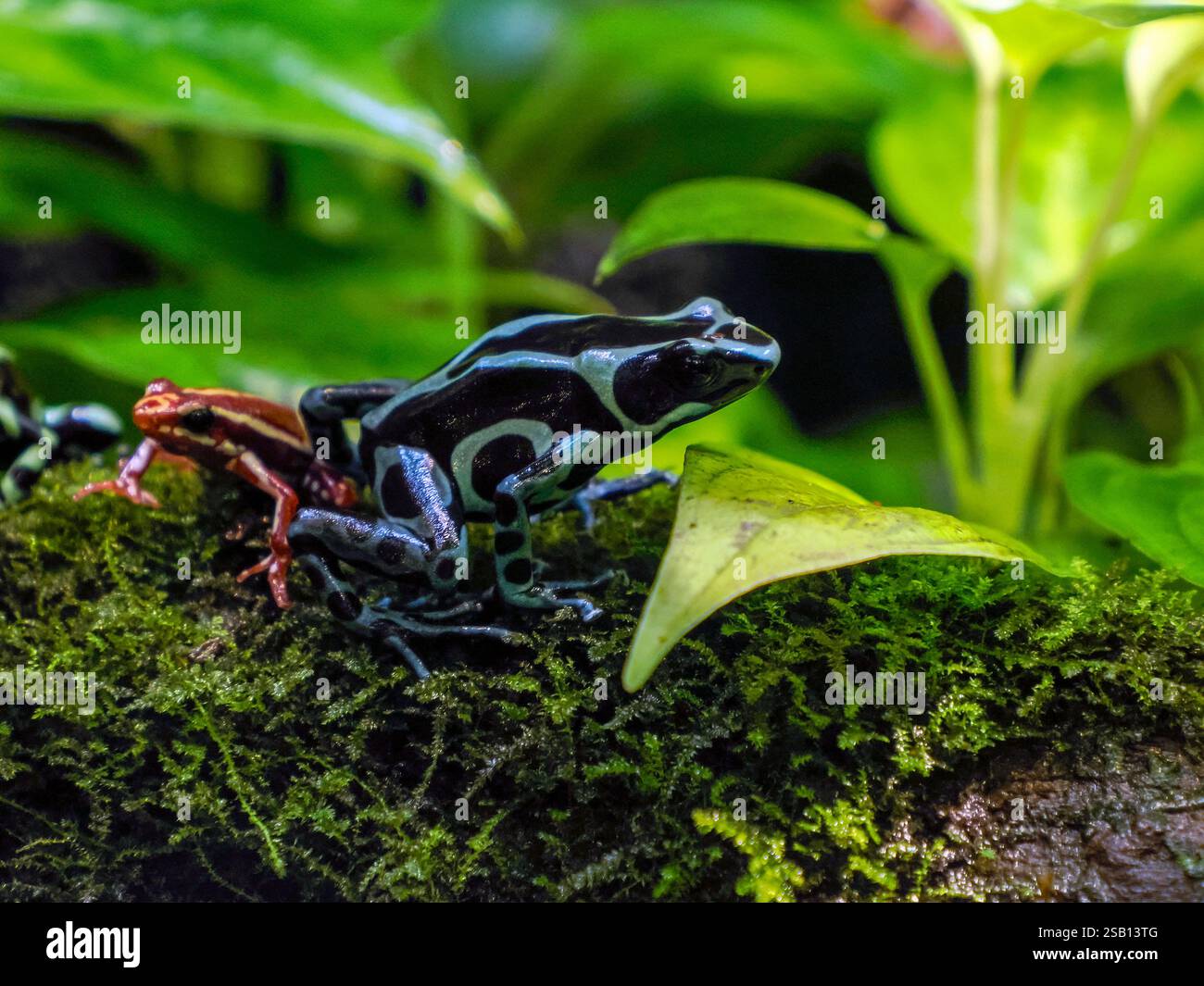Small red poison dart hi-res stock photography and images - Alamy