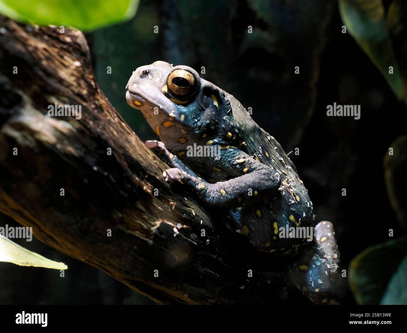 Climbing toad hi-res stock photography and images - Alamy