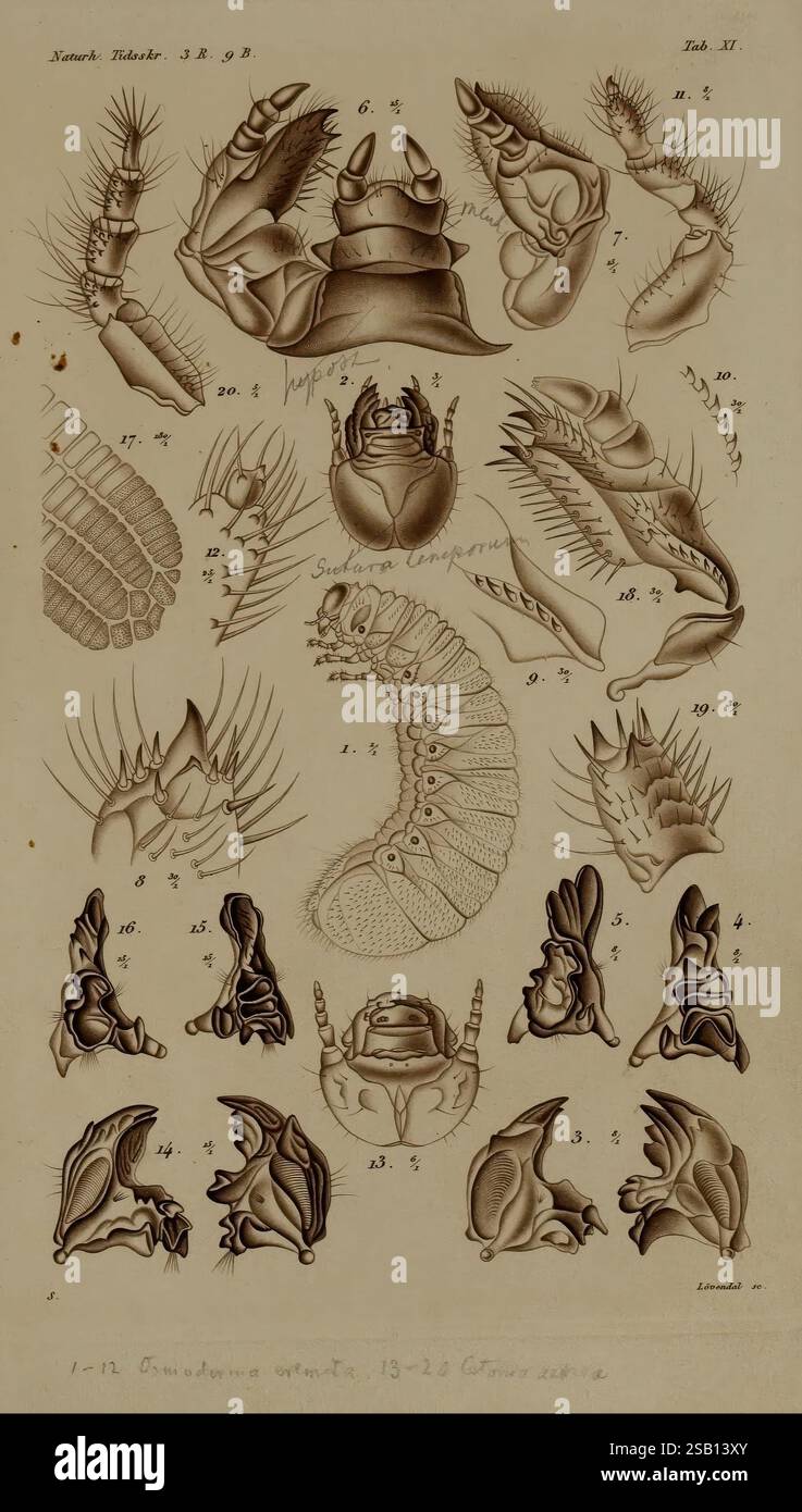 Diversity of anatomical designs in different animals hi-res stock ...
