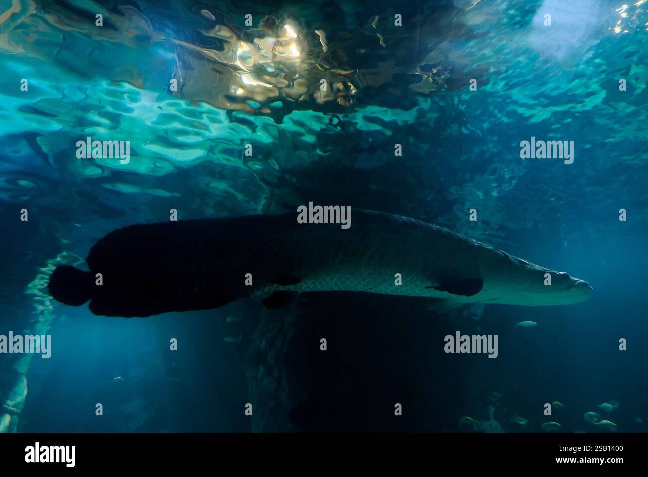 An Arapaima underwater Arapiama gigas fish portrait Stock Photo - Alamy