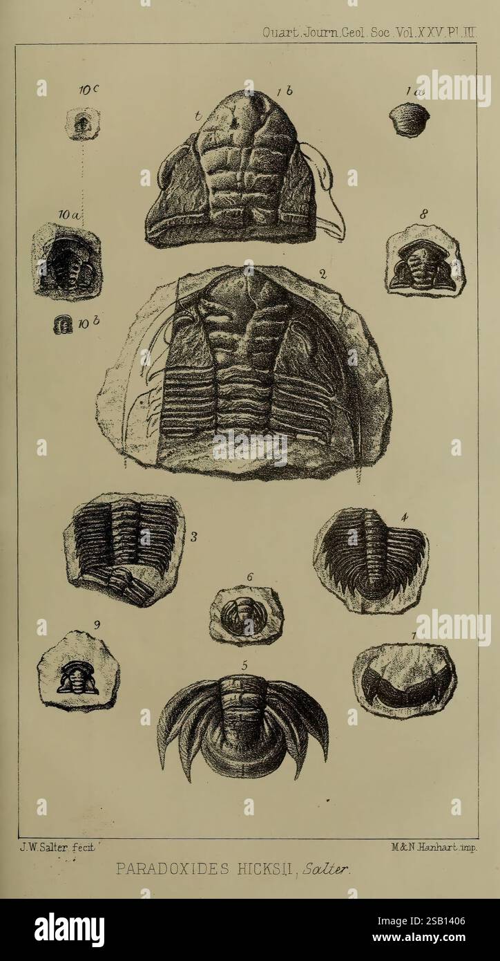 Trilobites body segments hi-res stock photography and images - Alamy