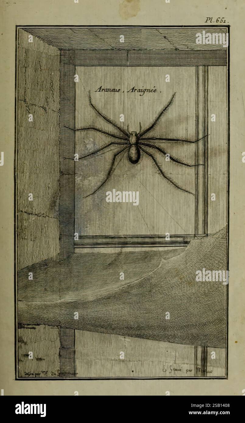 Spiders detailed anatomy hi-res stock photography and images - Alamy