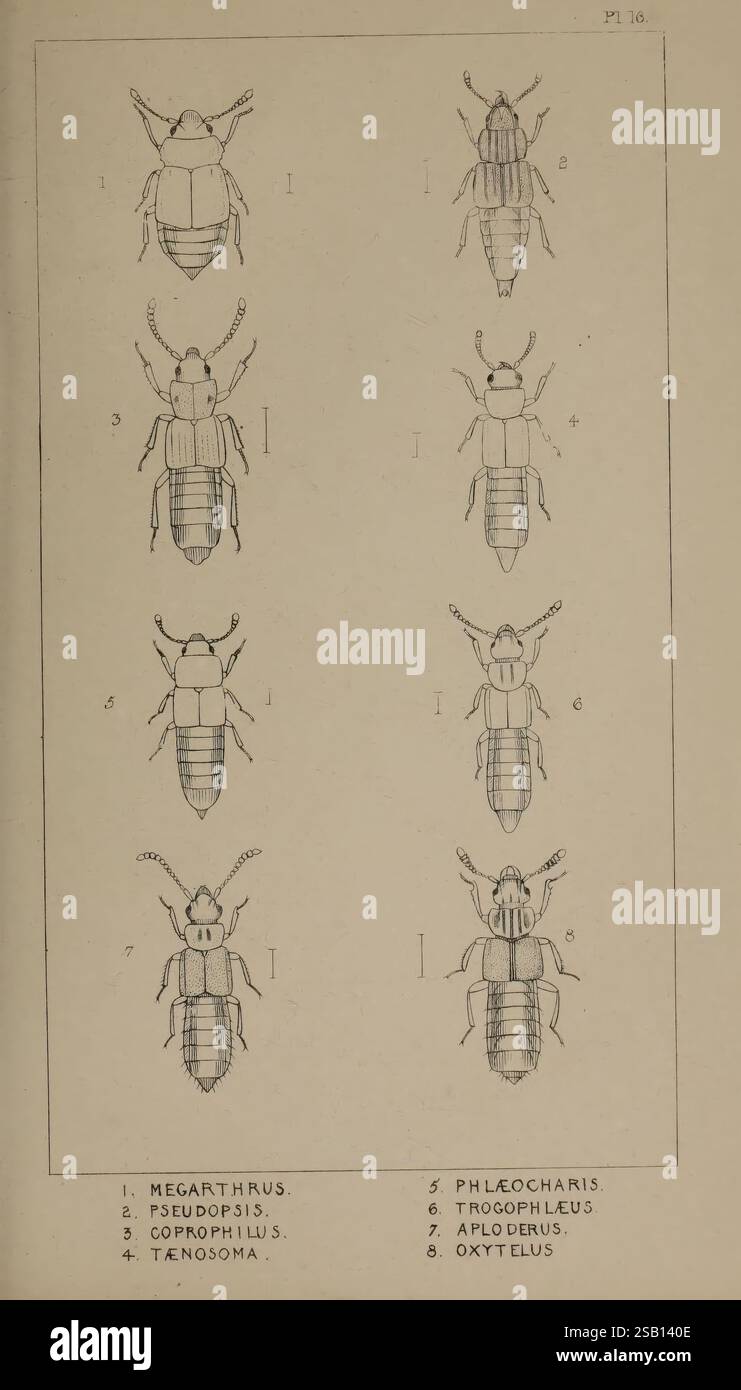 Genera represented hi-res stock photography and images - Alamy