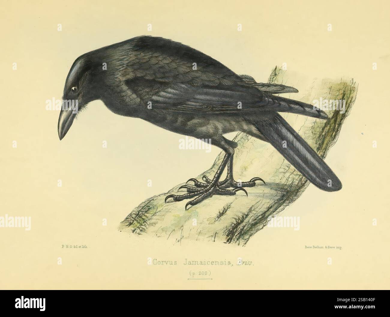 Illustrations of the Birds of Jamaica London, J. Van Voorst, 1849 bird ...