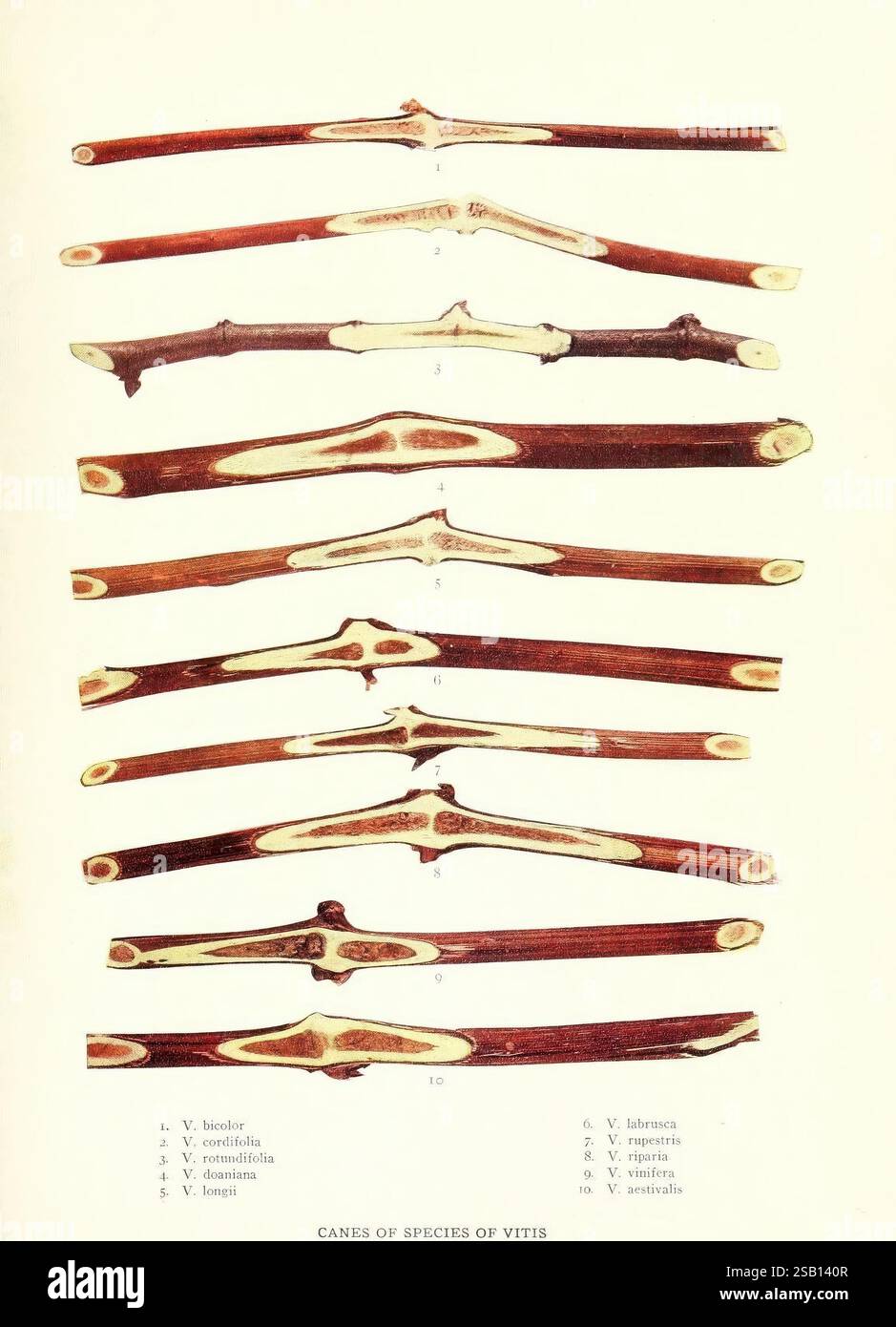 Canes showcase differences hi-res stock photography and images - Alamy