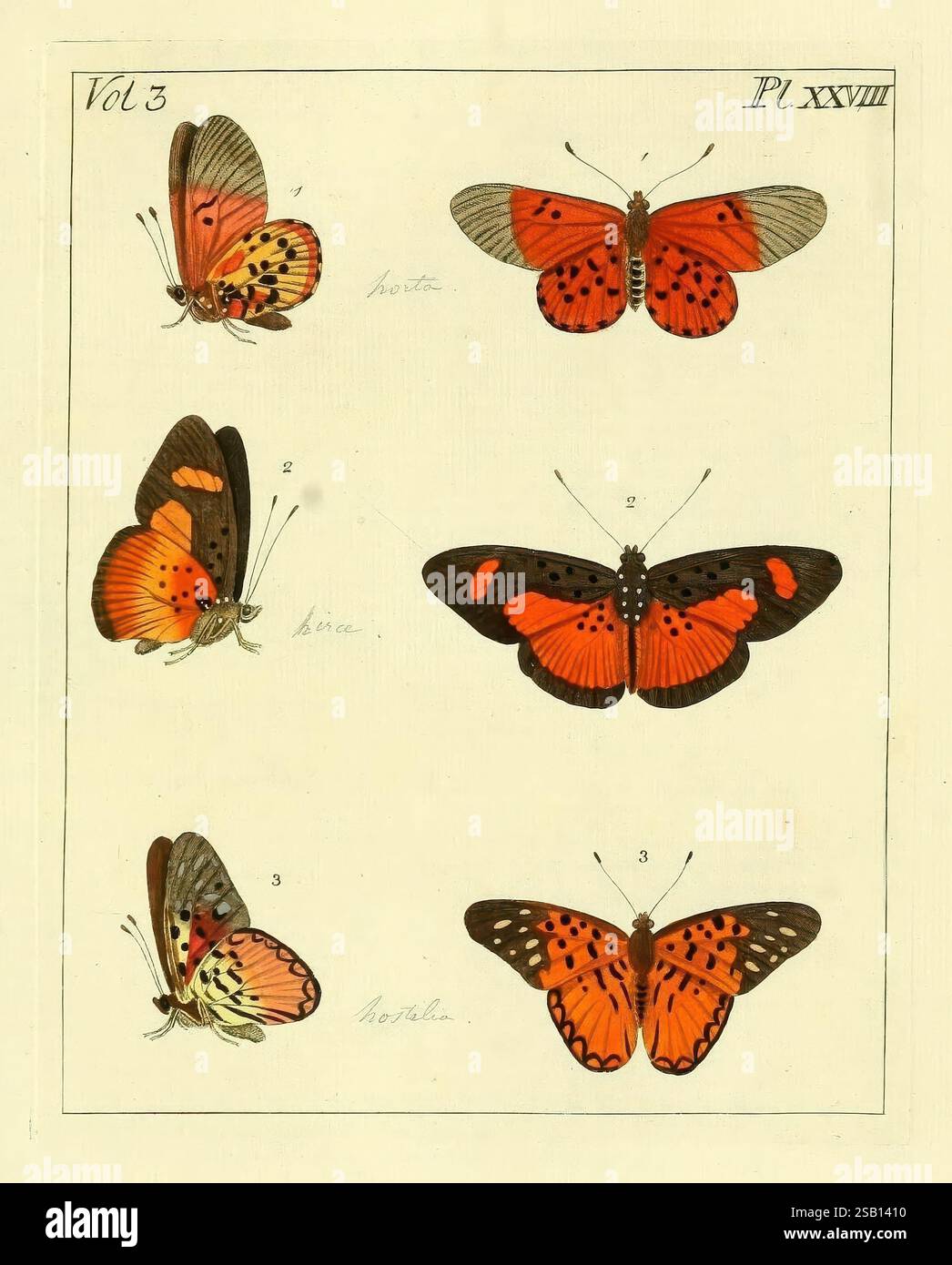 Highlights four butterflies hi-res stock photography and images - Alamy