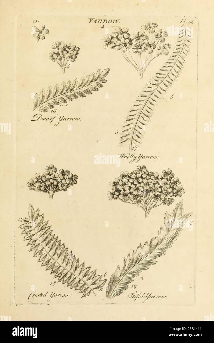 Coastal yarrow hi-res stock photography and images - Alamy