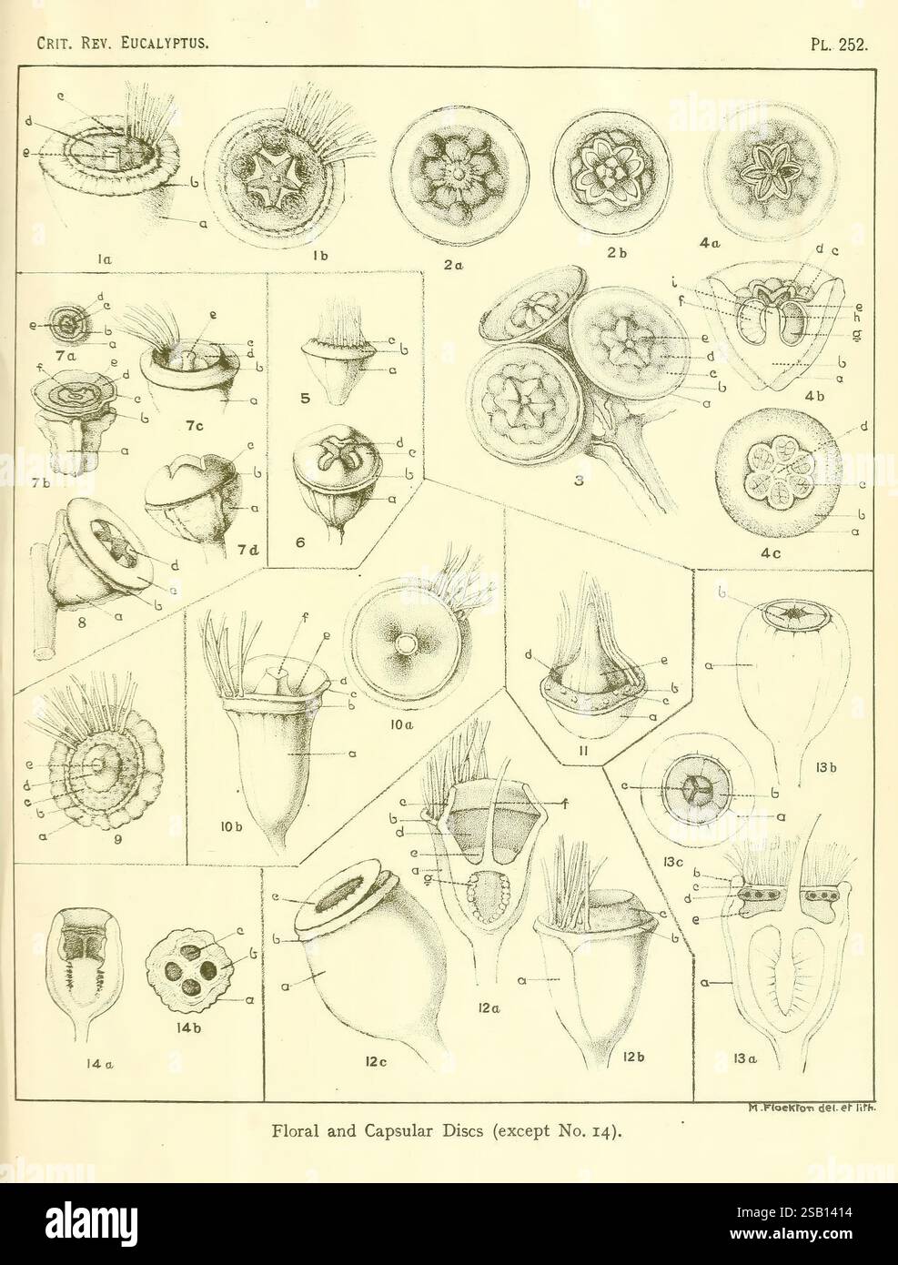 Capsular structures hi-res stock photography and images - Alamy