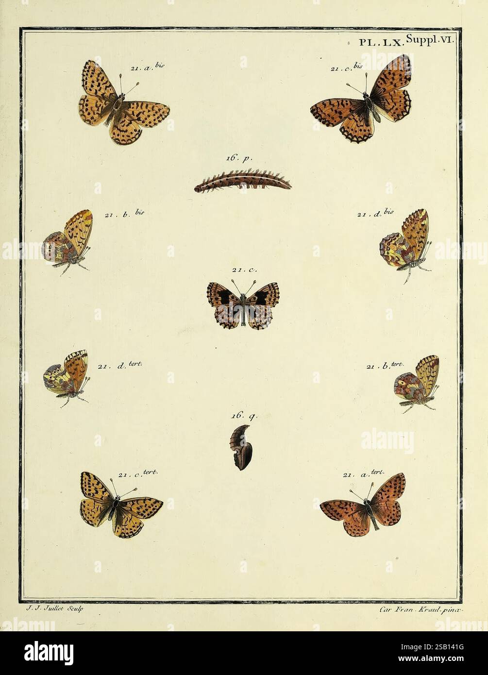 Papillons d'Europe, peints d'après nature, A Paris, Chez P.M ...