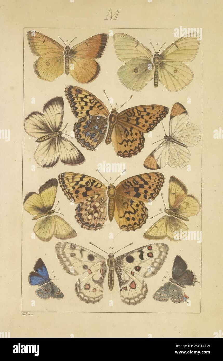 Illustration showcases two distinct butterflies hi-res stock ...