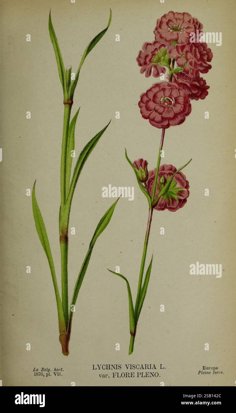 Flore horticole hi-res stock photography and images - Alamy