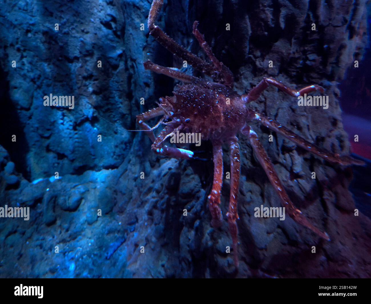 deep sea carrier crab underwater Stock Photo - Alamy