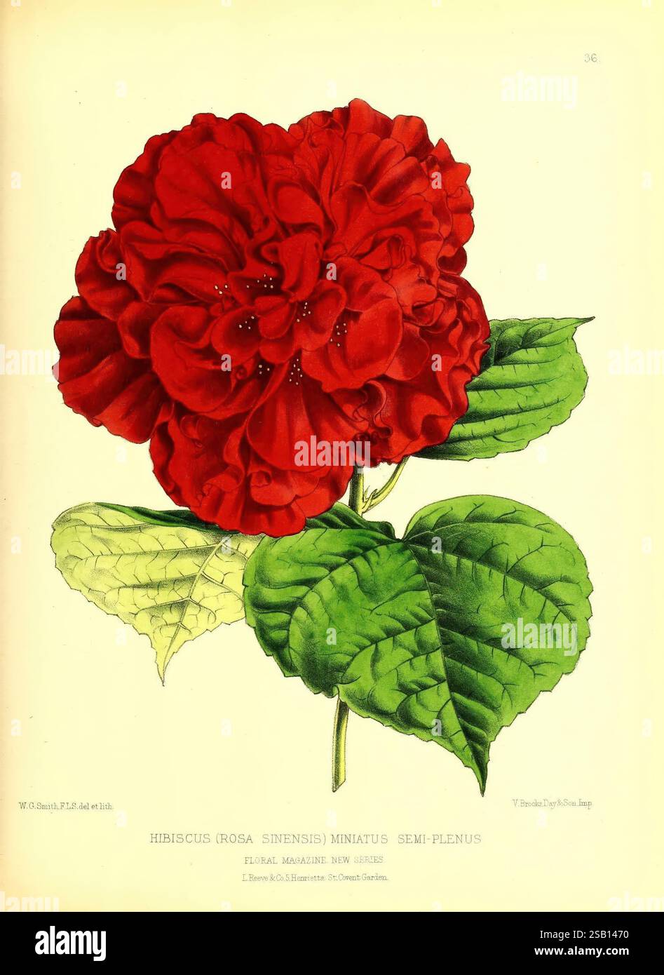 Stunning floral characteristics hi-res stock photography and images - Alamy