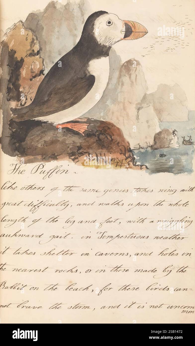 Du 1810 1817 indigenous artefacts kangaroos museums native anima hi-res ...