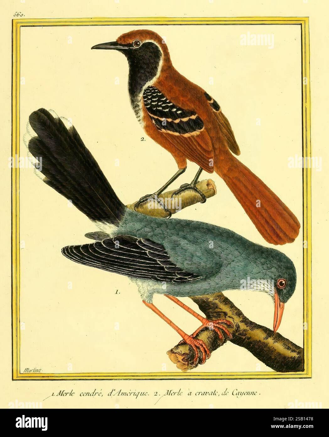 Planches enluminées d'histoire naturelle, Paris, s.n, 1765-1783, birds ...