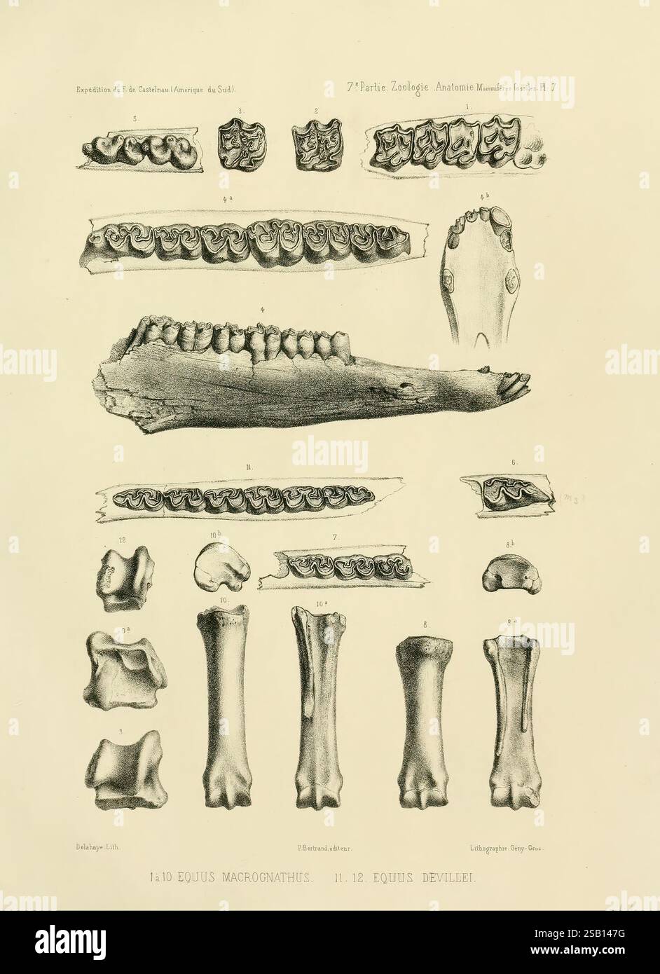Phalanges reflect hi-res stock photography and images - Alamy