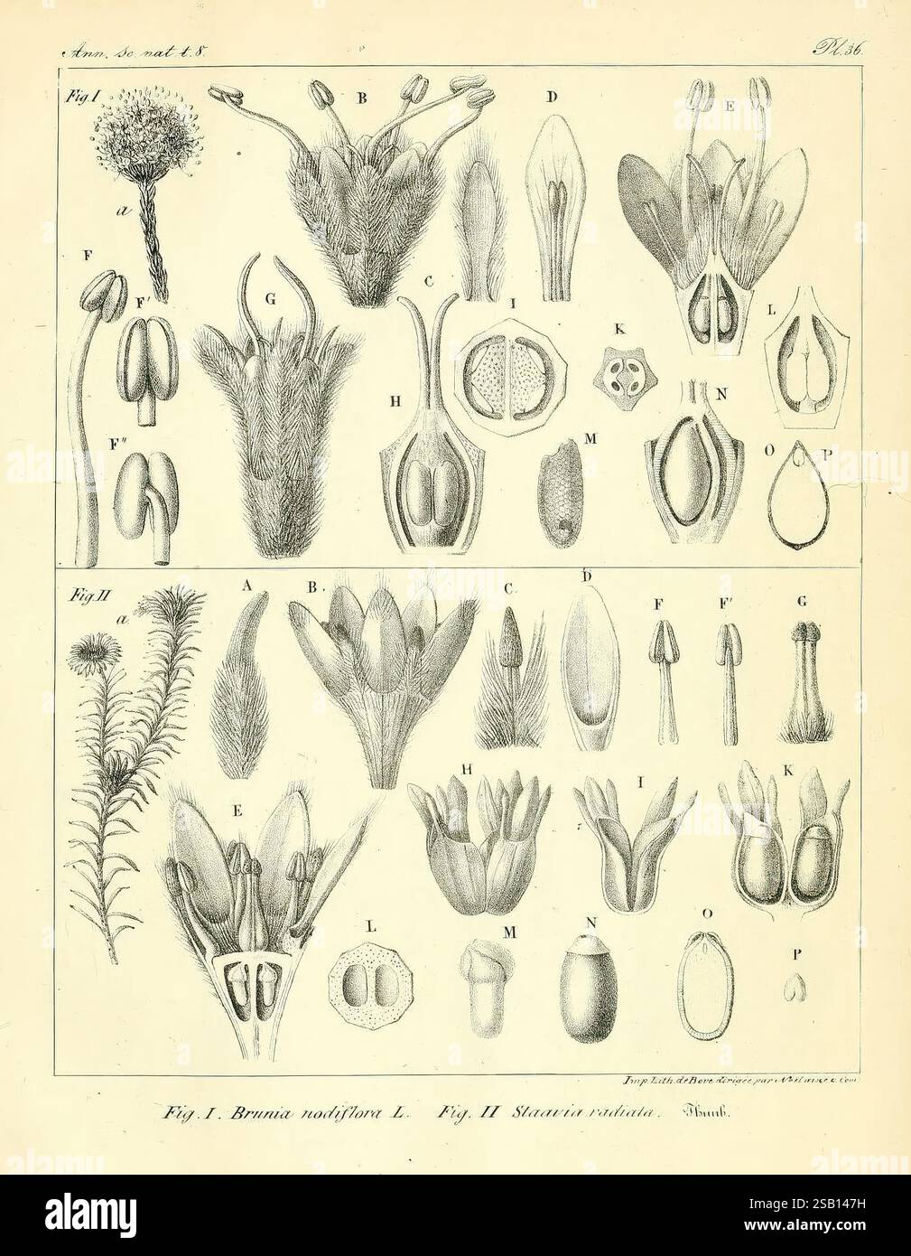 Labeled diagrams demonstrating hi-res stock photography and images - Alamy