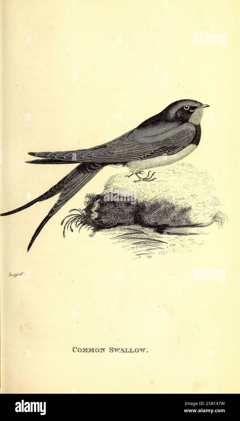 Distinctive tapered wings hi-res stock photography and images - Alamy