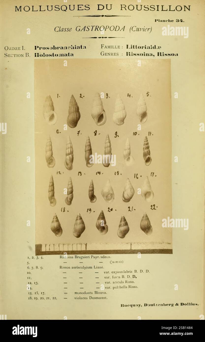 Detailed taxonomy chart hi-res stock photography and images - Alamy