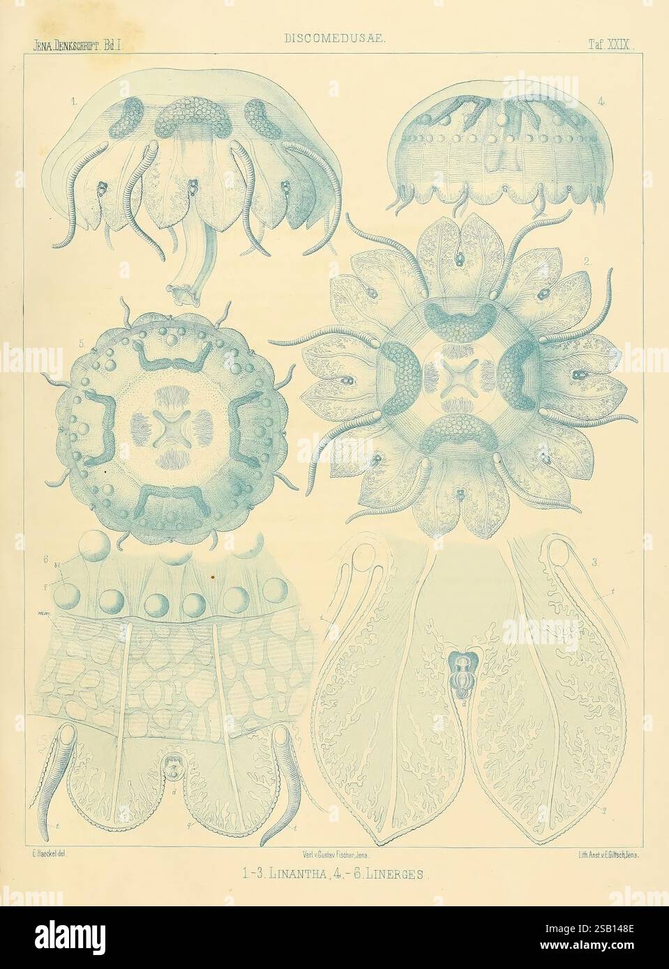 Monographie der Medusen Jena, G. Fischer, 1879-1881. jellyfishes ...