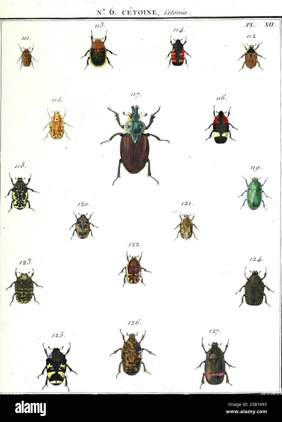 Entomologie ou Histoire naturelle des insectes, Paris, Imp. Baudouin ...
