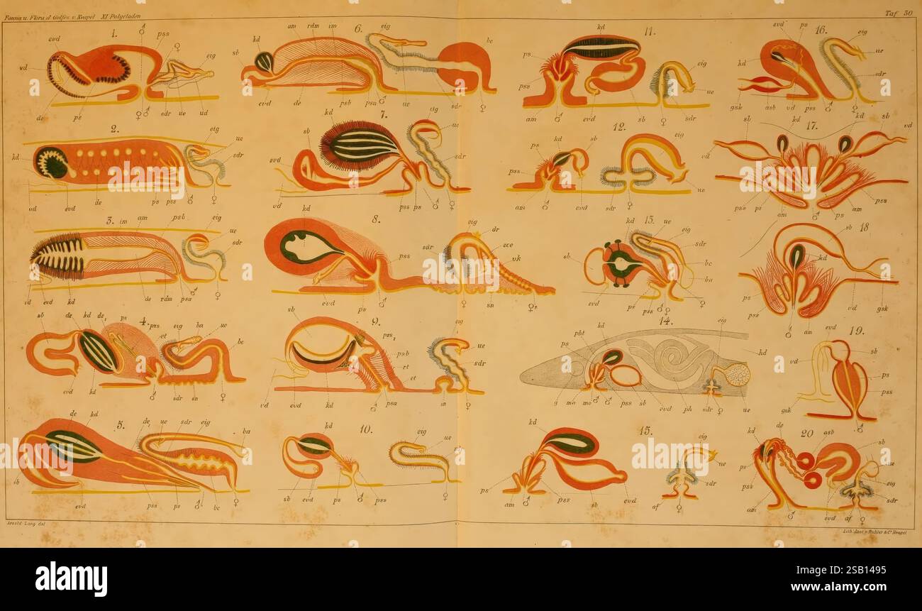 Understanding molluscan morphology hi-res stock photography and images ...