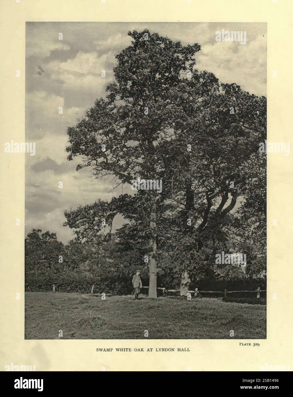 Serene landscape features two tall trees hi-res stock photography and ...