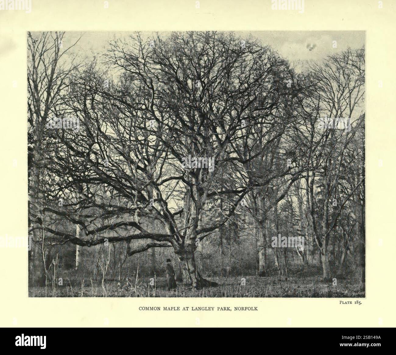 Dormant underbrush hi-res stock photography and images - Alamy