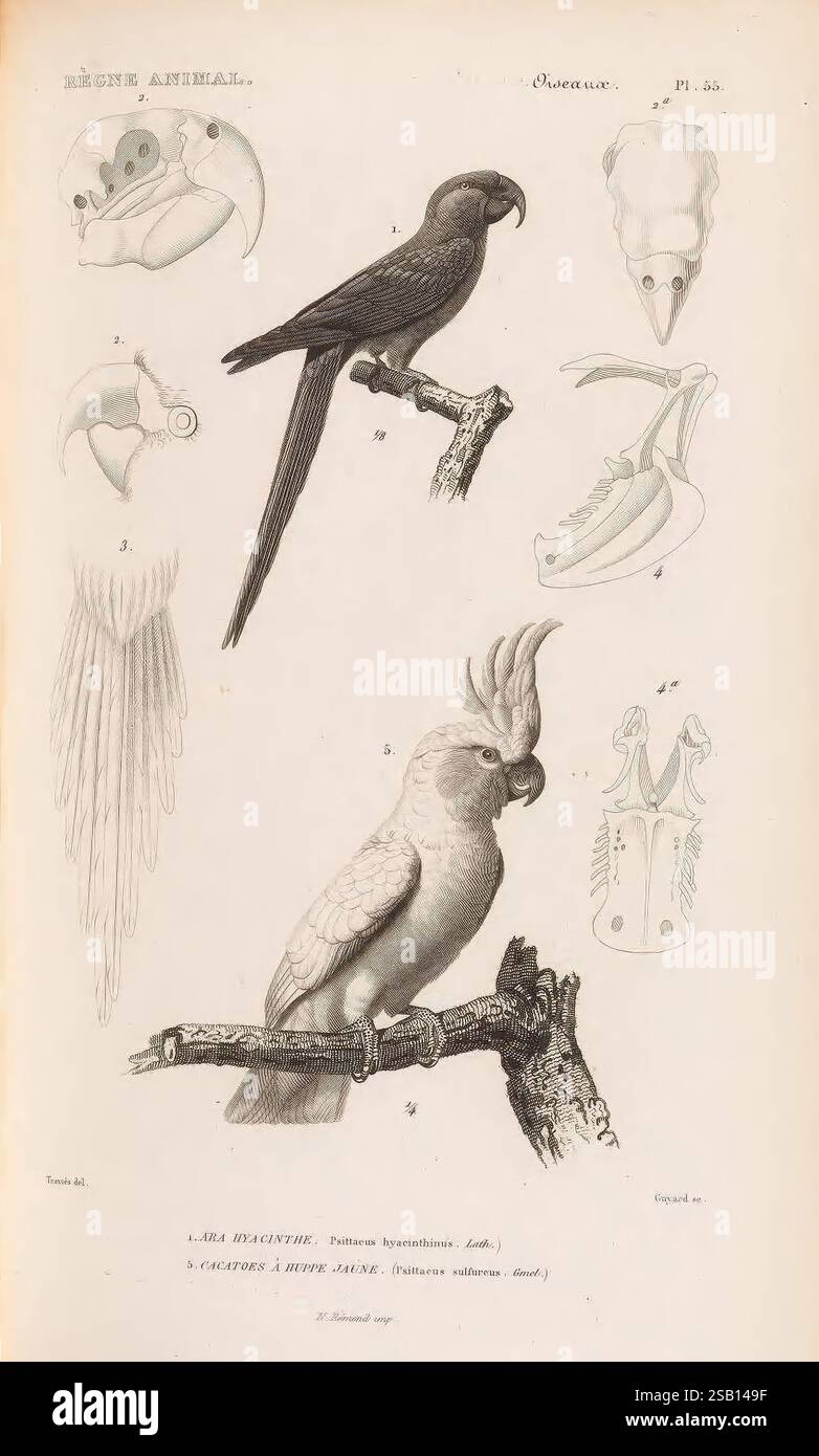 Le règne animal distribué d'après son organisation, Paris, 1836-1849 ...