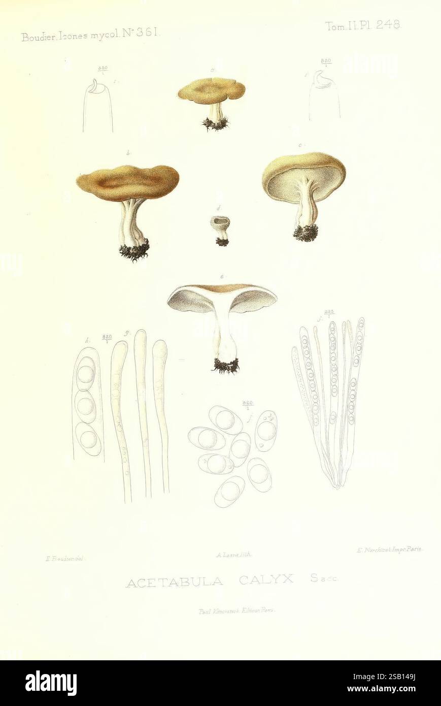 Fungal documentation hi-res stock photography and images - Alamy