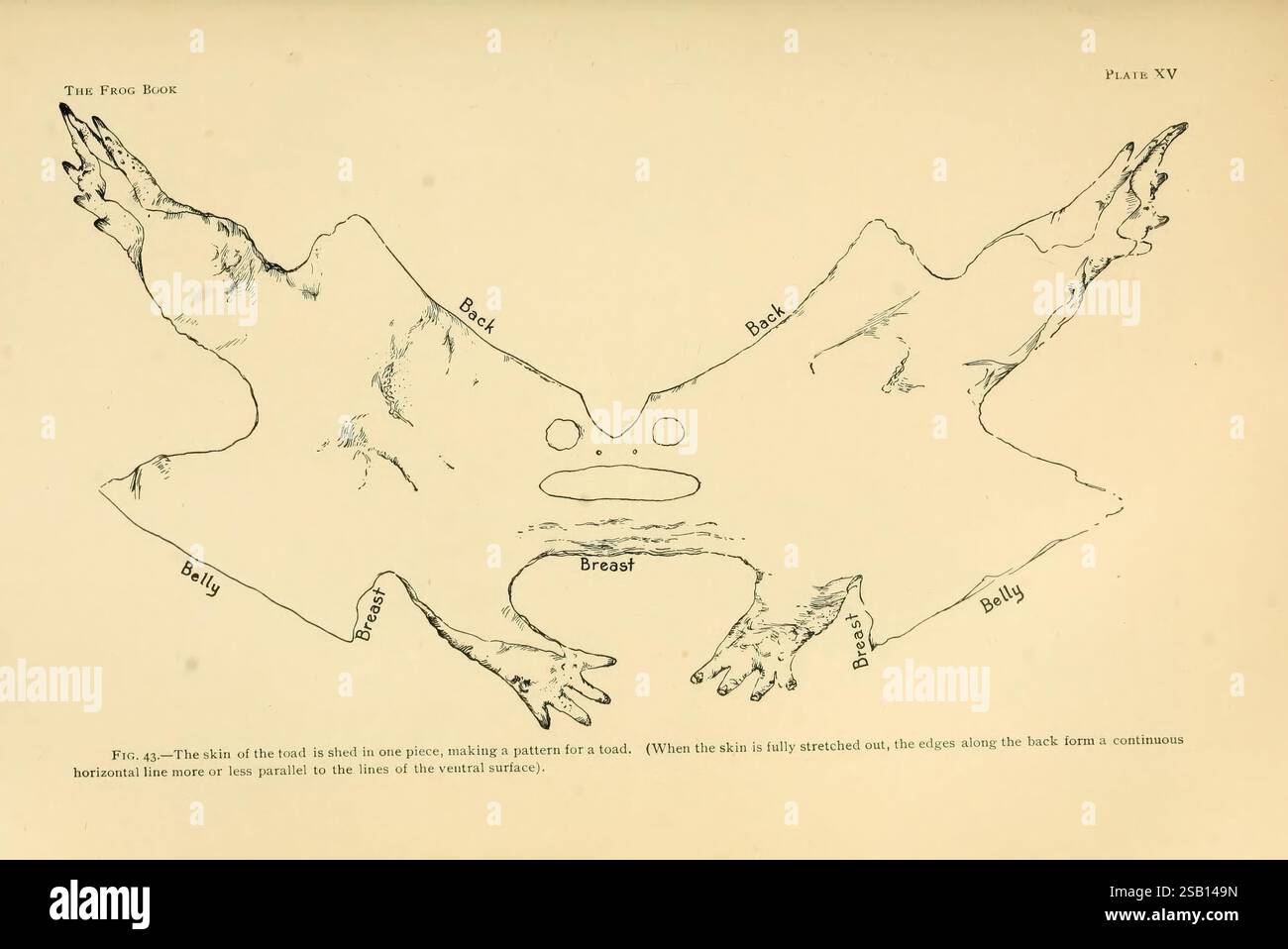The frog book New York,1907. Amphibians North America Toads, An ...