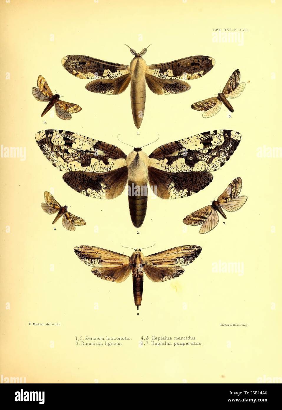 Variety within lepidopteran species hi-res stock photography and images ...