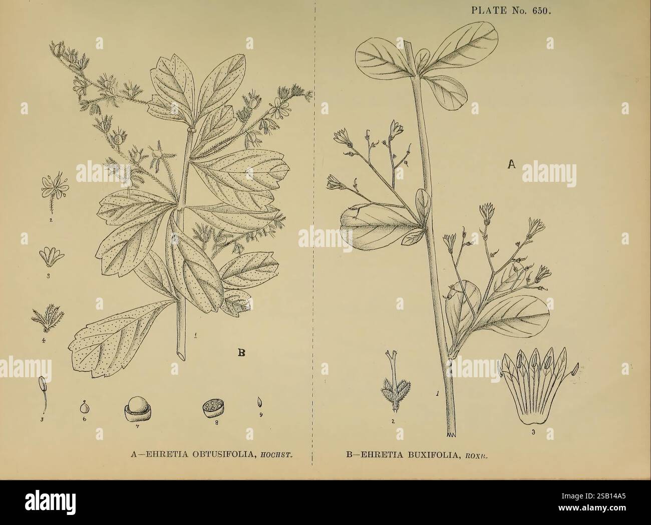 Indian medicinal plants Bahadurganj, India Sudhindra Nath Basu Pâninî ...