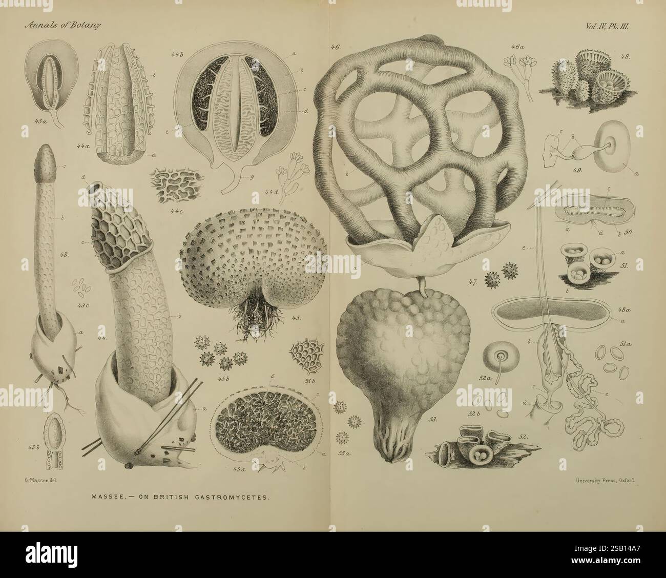 Annals of Botany, London, botany, periodicals, plants., The ...