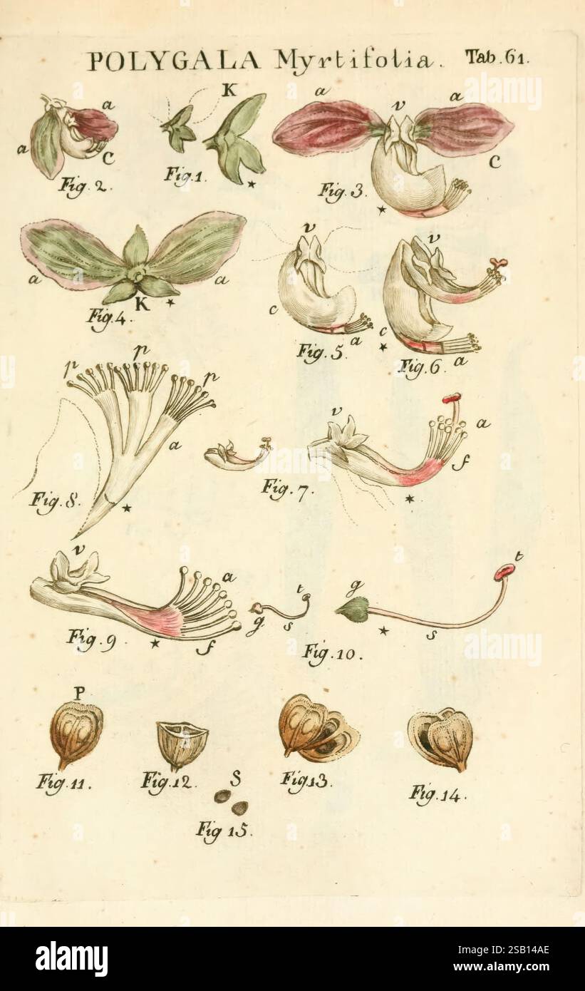 Enhancing understanding of plant morphology hi-res stock photography ...