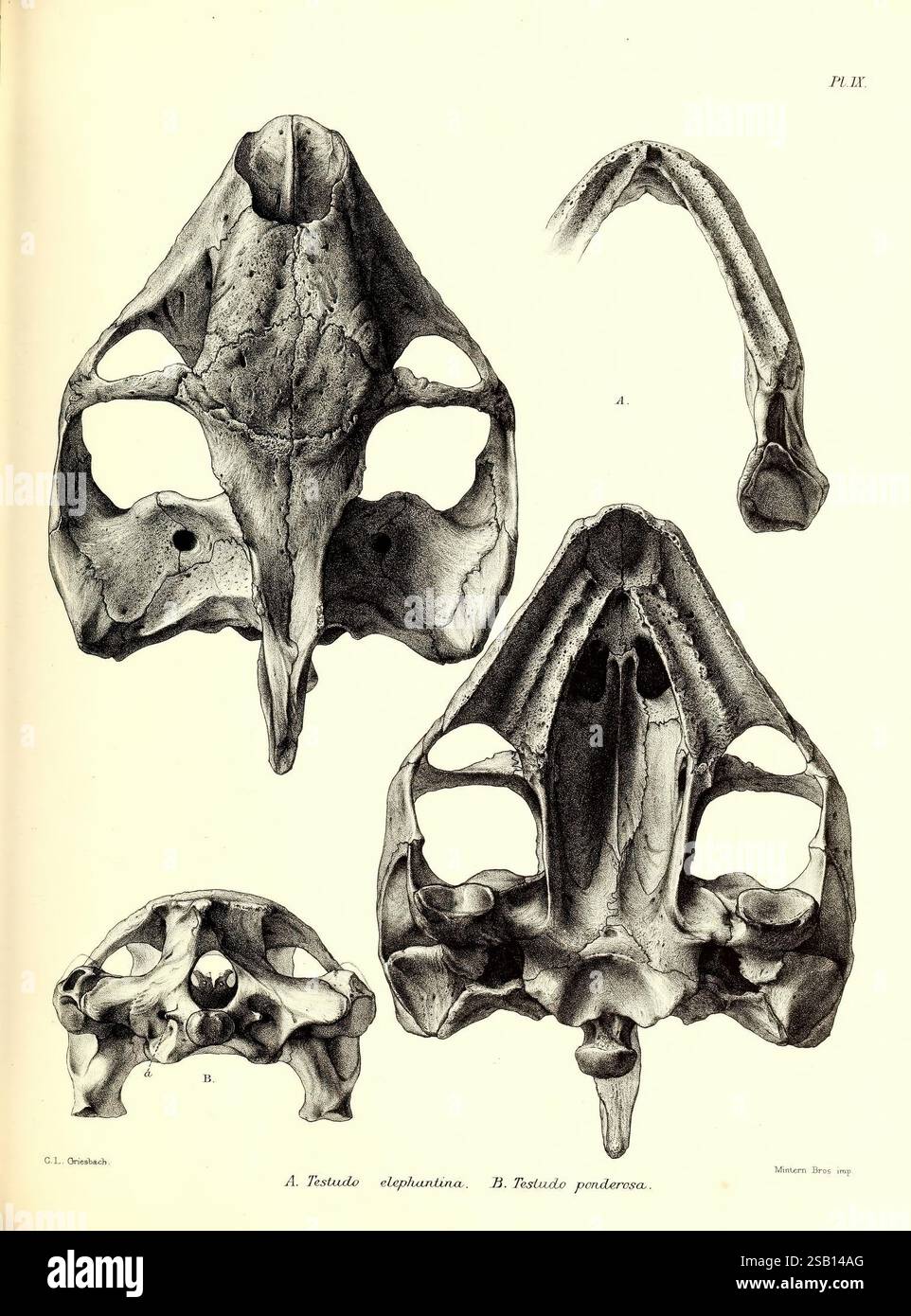 Skull captures hi-res stock photography and images - Alamy